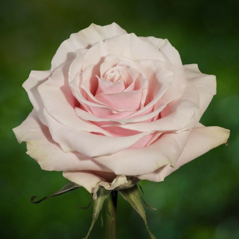 The most beautiful types of roses in Ecuador - EzBlog